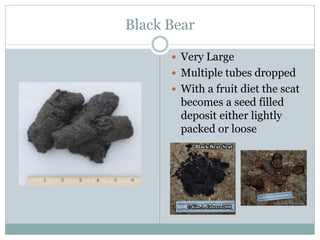 Scat-Identification.pdf