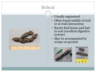 Scat-Identification.pdf