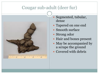 Scat-Identification.pdf