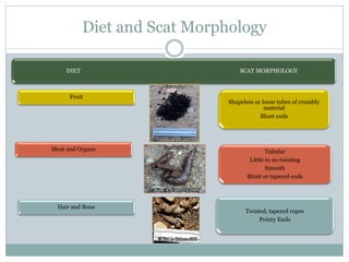 Scat-Identification.pdf
