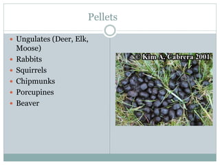 Scat-Identification.pdf