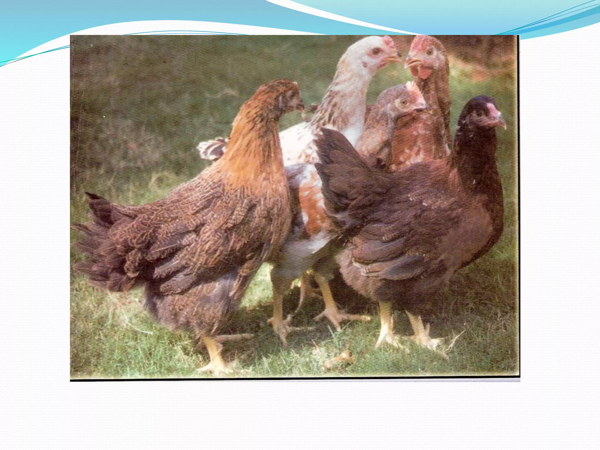 Scavenging system of management | PPTX