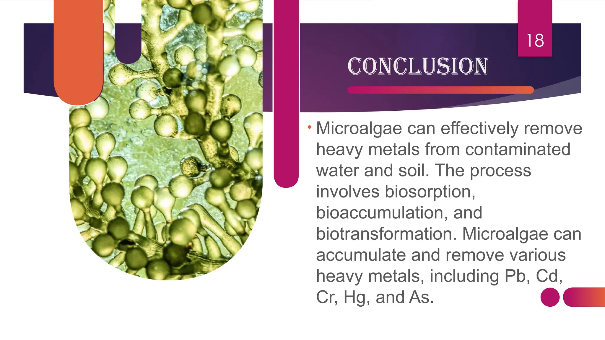 Scavenging of heavy metal by microalgae.pptx
