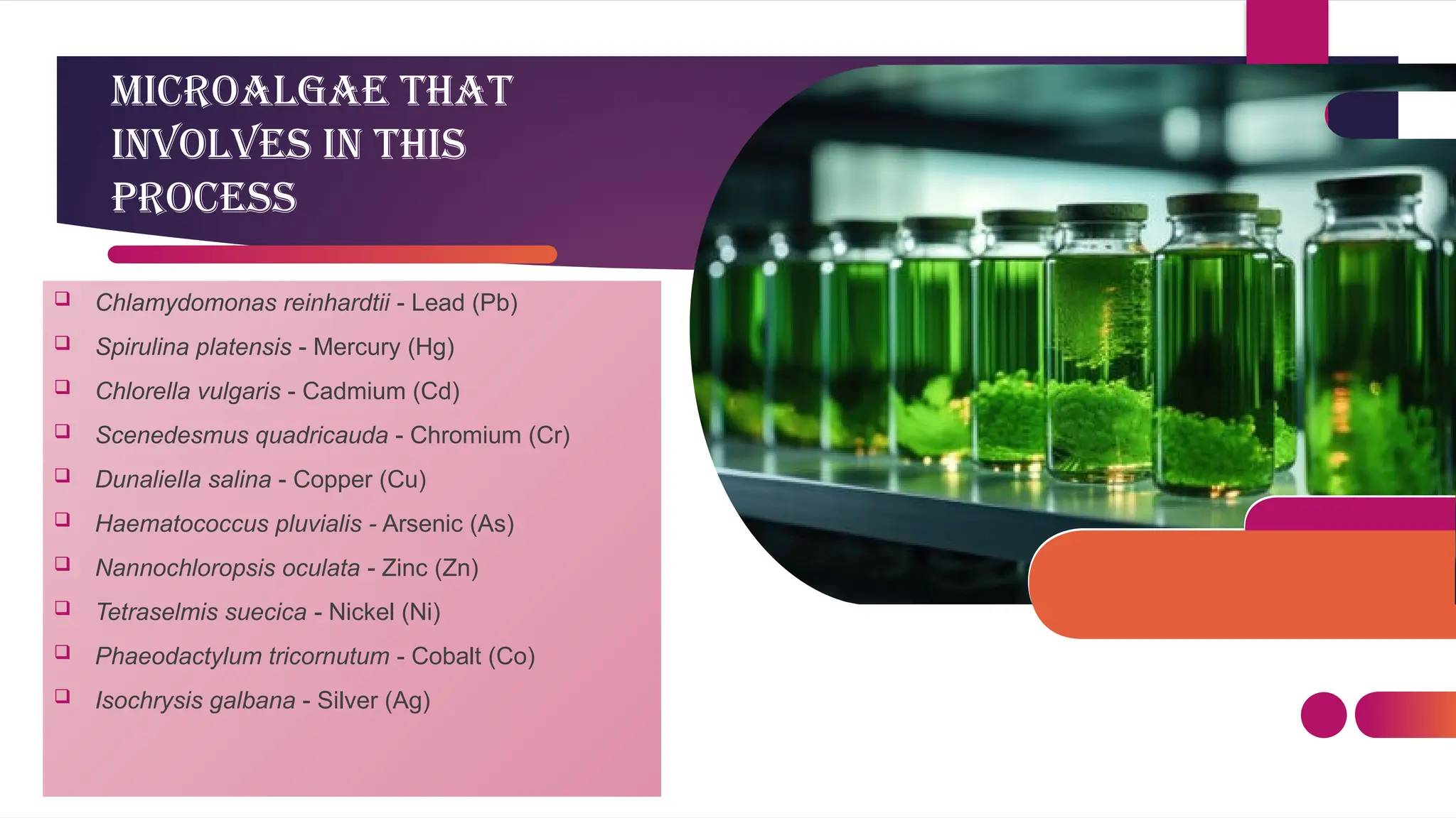 Scavenging of heavy metal by microalgae.pptx