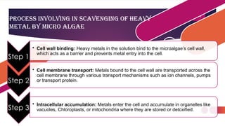 Scavenging of heavy metal by microalgae.pptx
