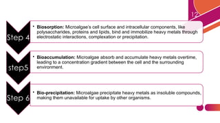 Scavenging of heavy metal by microalgae.pptx