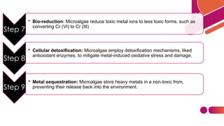 Scavenging of heavy metal by microalgae.pptx