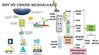 Scavenging of heavy metal by microalgae.pptx