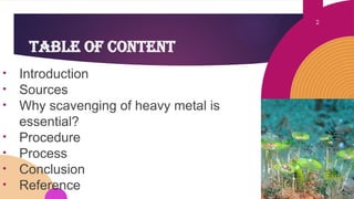Scavenging of heavy metal by microalgae.pptx