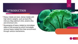 Scavenging of heavy metal by microalgae.pptx