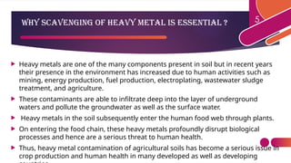 Scavenging of heavy metal by microalgae.pptx