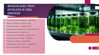 Scavenging of heavy metal by microalgae.pptx