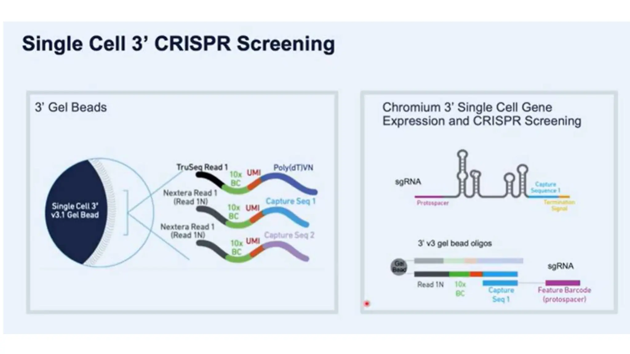 Revealing drug targets: Single-cell CRISPR screening in cancer research | PPTX