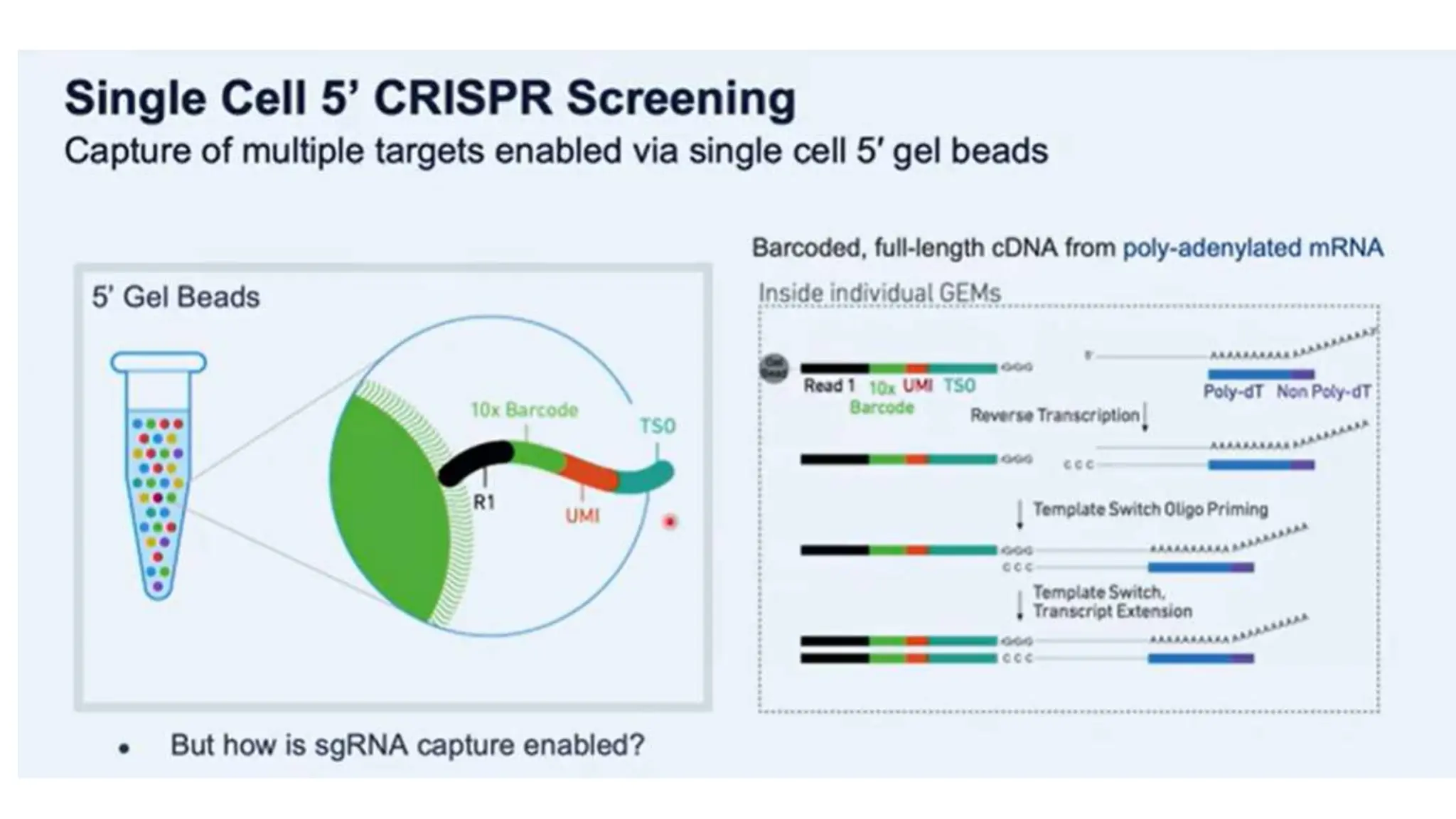 Revealing drug targets: Single-cell CRISPR screening in cancer research | PPTX