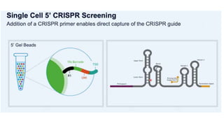 Revealing drug targets: Single-cell CRISPR screening in cancer research ...