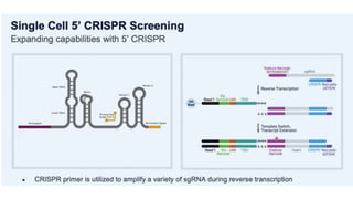 Revealing drug targets: Single-cell CRISPR screening in cancer research ...