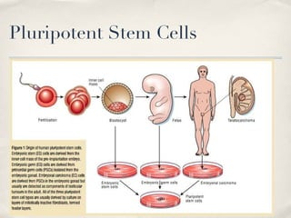 S CdiferenciacióNpormatriz | PPT | Genetics | Science