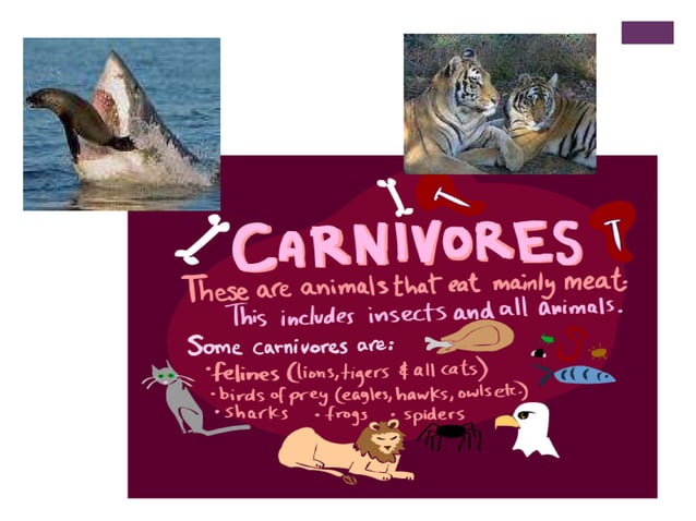 3rd Grade Animal Lesson Plan | PPT | Food & Drink