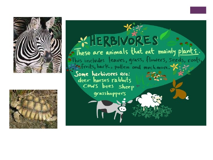 Animal Science Lesson Plans Animal Science Lesson Plans