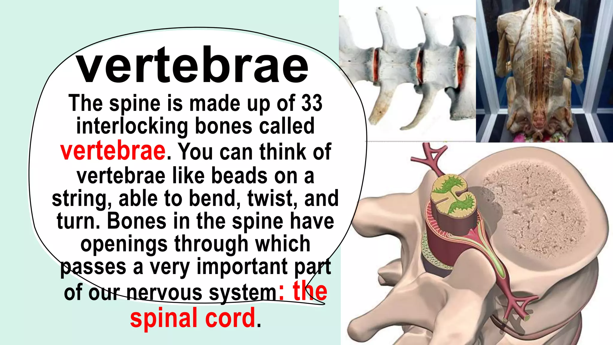 SCIENCE 4.BONES AND MUSCLES.pptx