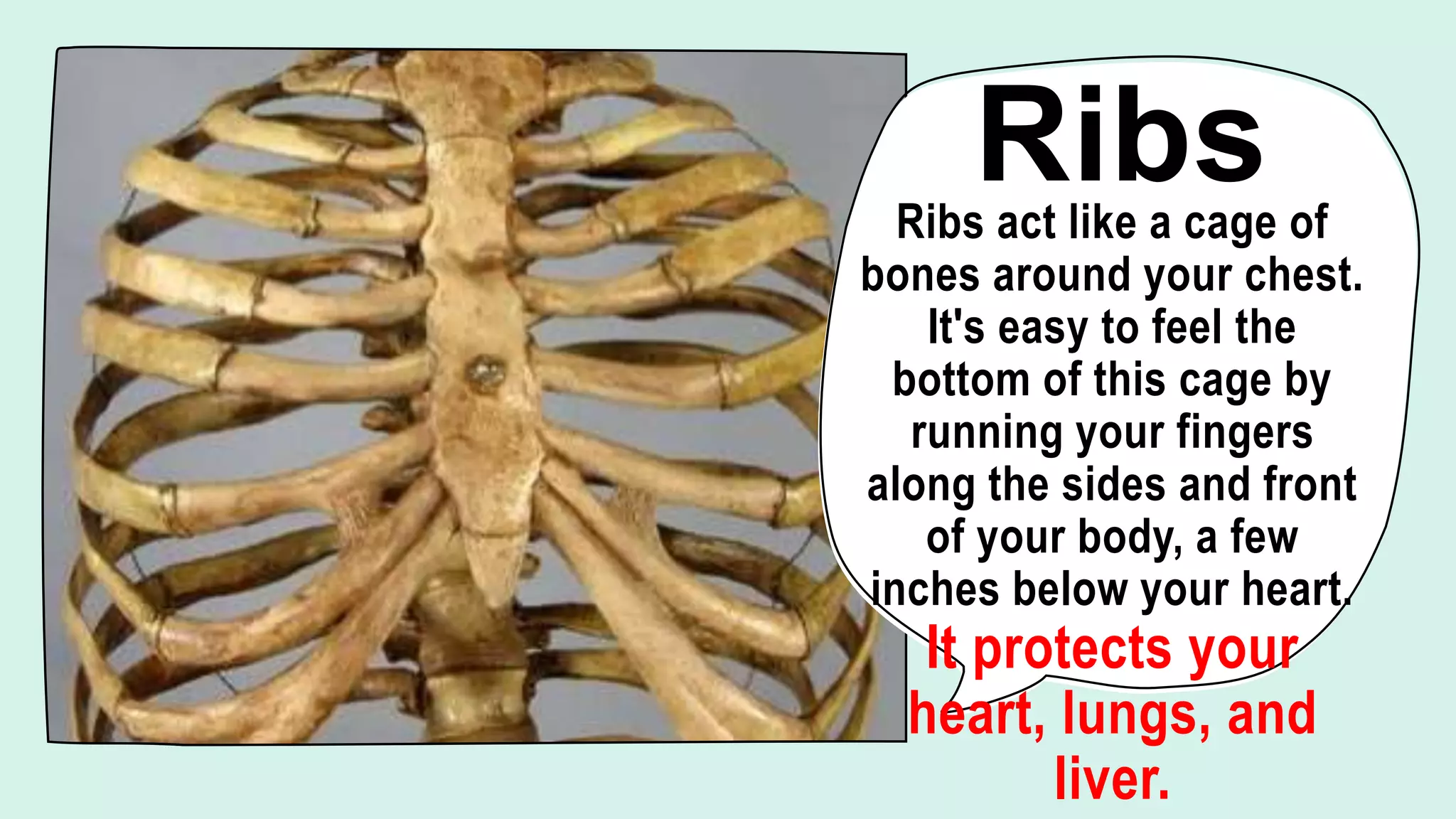 SCIENCE 4.BONES AND MUSCLES.pptx