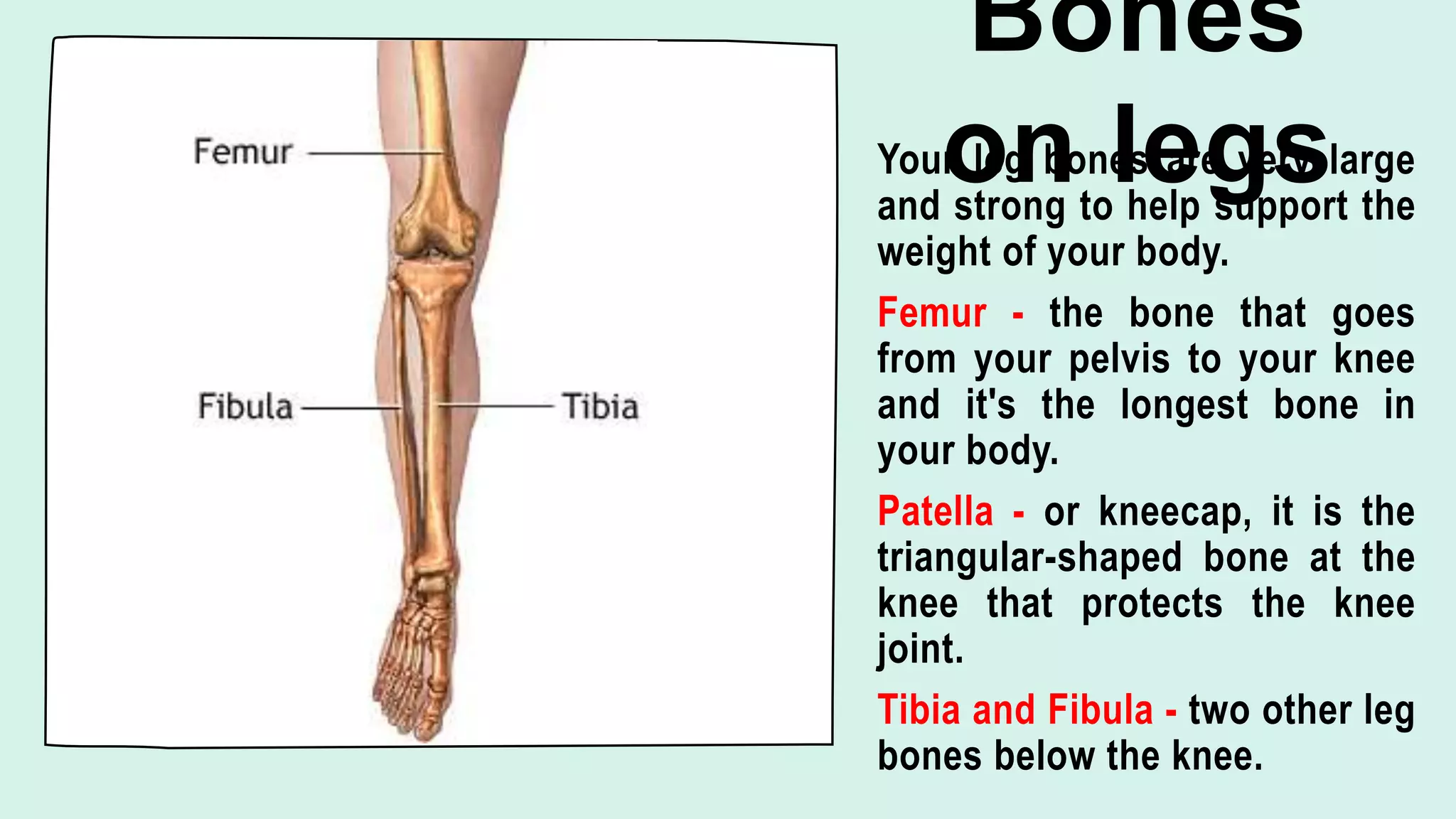 SCIENCE 4.BONES AND MUSCLES.pptx