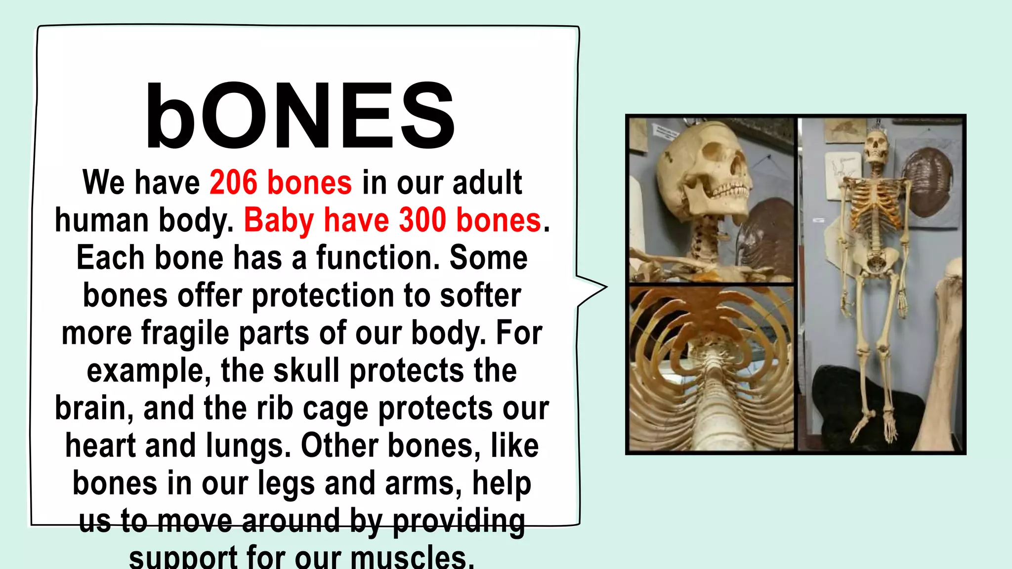 SCIENCE 4.BONES AND MUSCLES.pptx