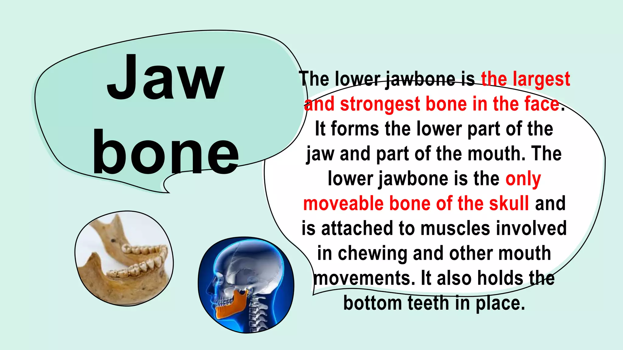 SCIENCE 4.BONES AND MUSCLES.pptx