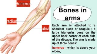 SCIENCE 4.BONES AND MUSCLES.pptx