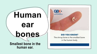 SCIENCE 4.BONES AND MUSCLES.pptx