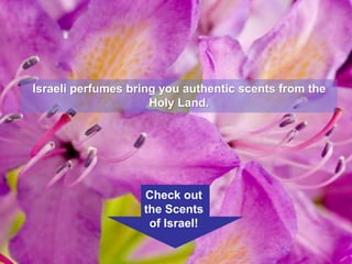 Scents of Israel | PPTX