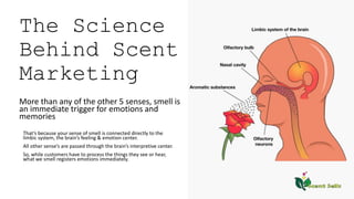 Scent Marketing by Scent Sells | PPT