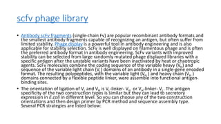 Scfv phage library | PDF