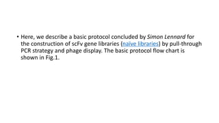 Scfv phage library | PDF