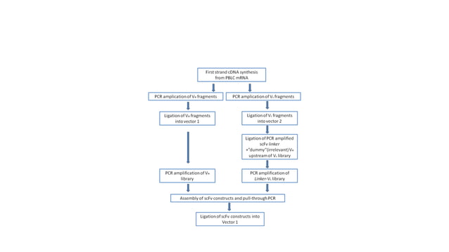 Scfv phage library | PDF | Programming Languages | Computing