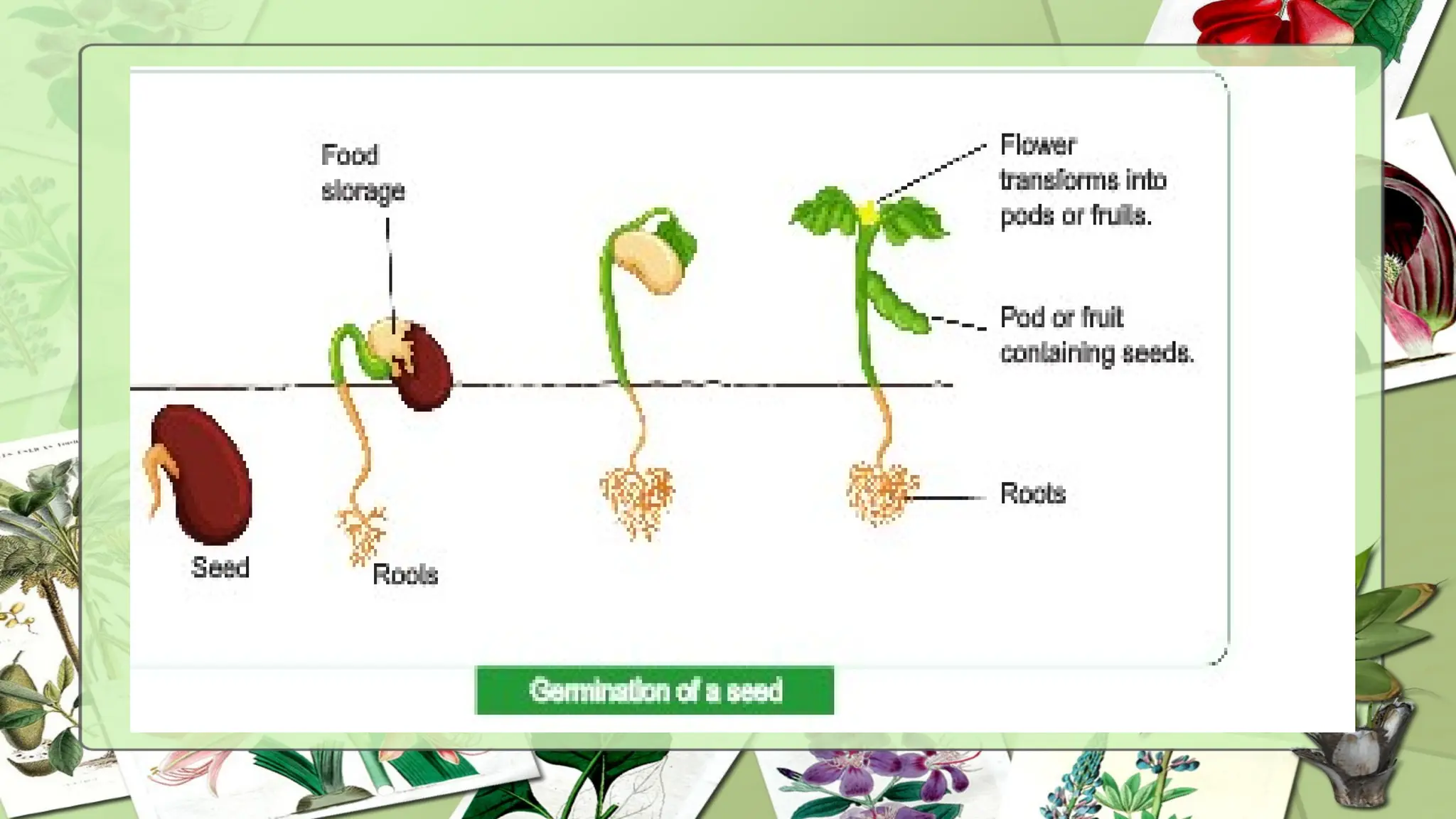 Sc g 1 needs of plant + germination.pptx
