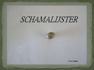 Schamalijster powerpoint | PPTX