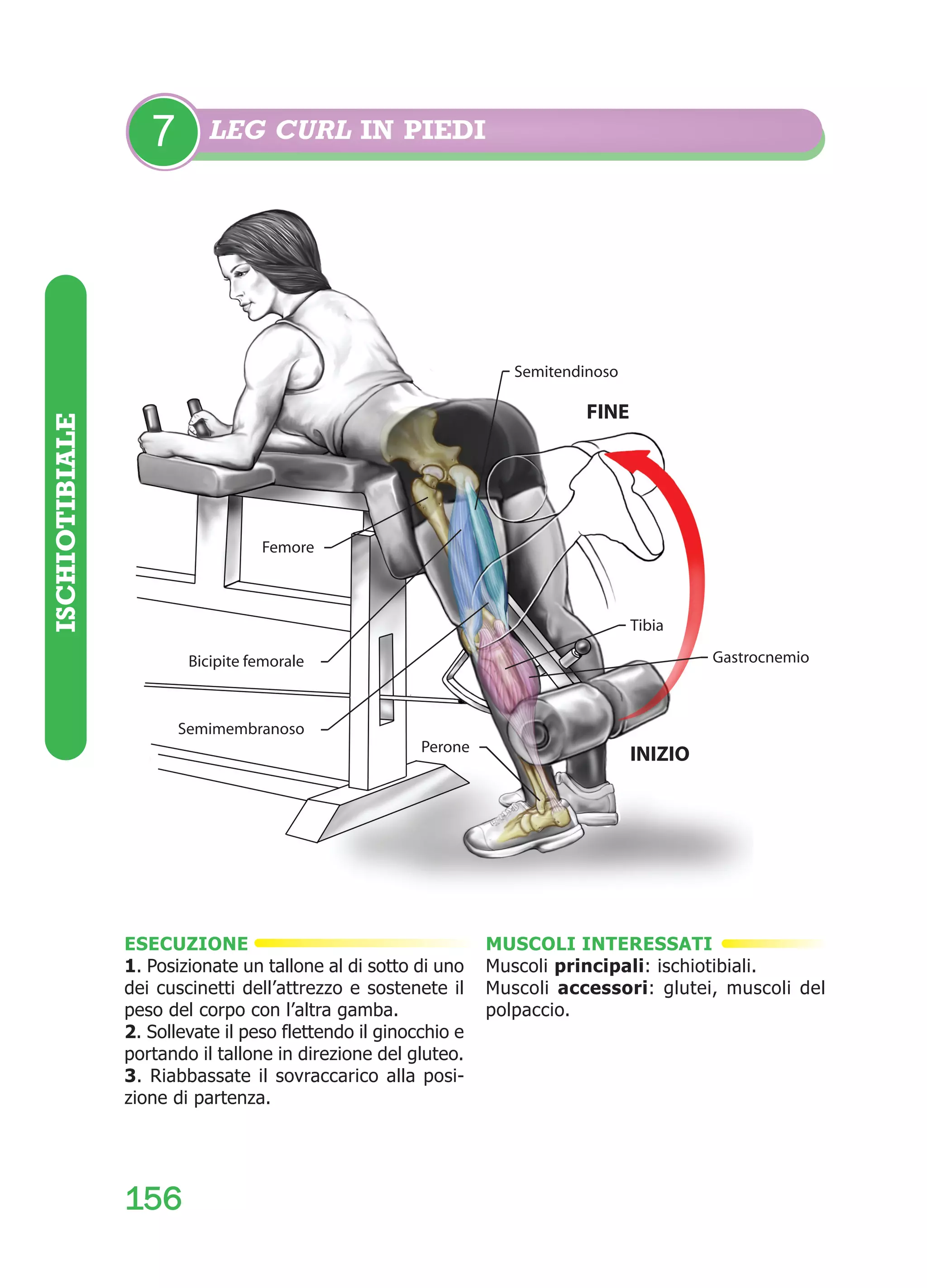 Scheda bodybuilding anatomy leg curl | PDF