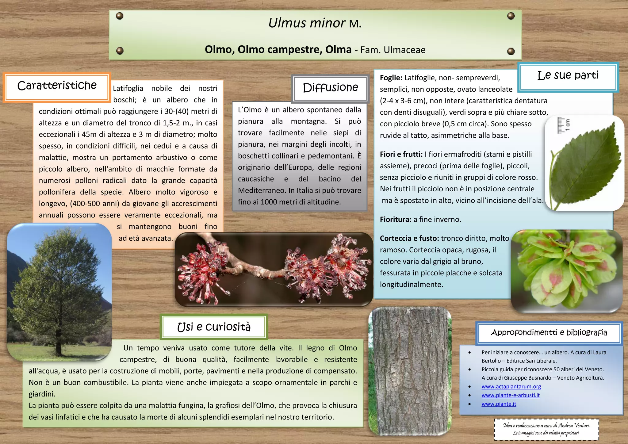 Scheda botanica albero Olmo campestre.pdf