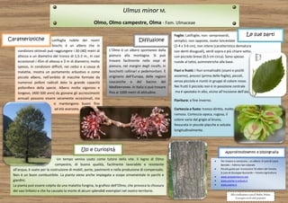 Scheda botanica albero Olmo campestre.pdf