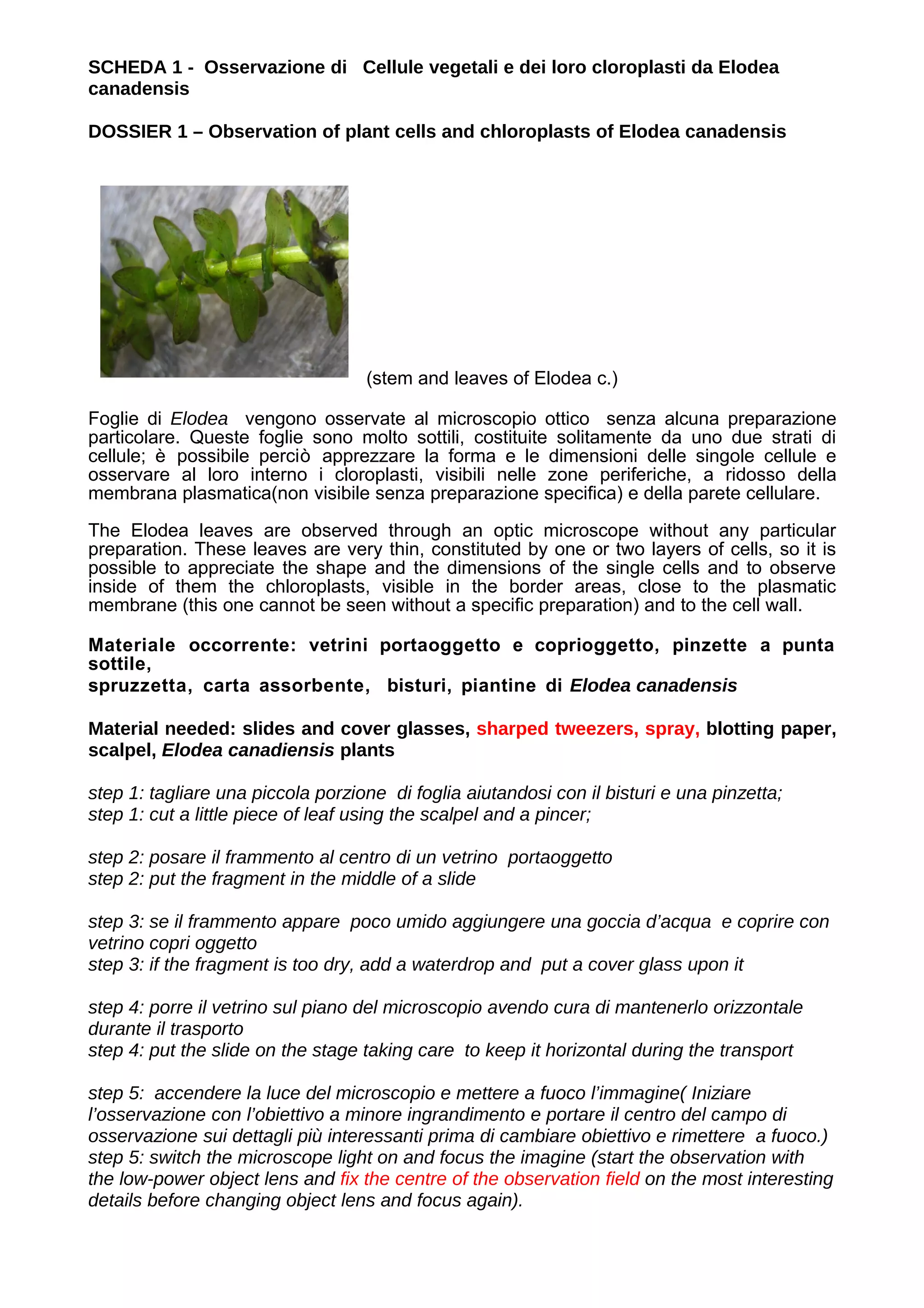 Schede d osservazione microscopica 1 | DOC