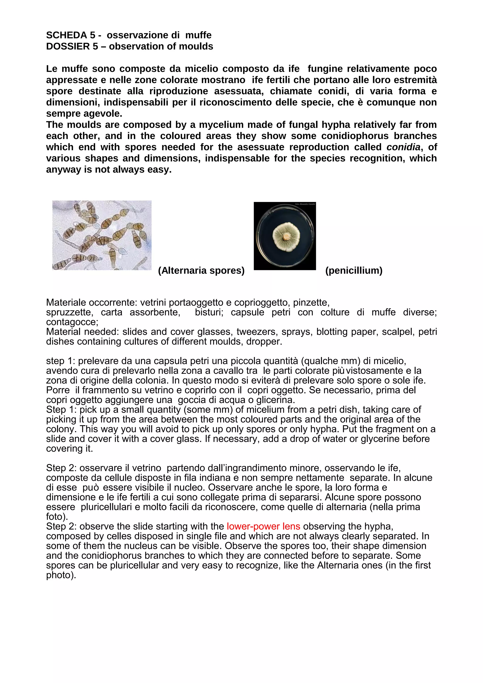 Schede d osservazione microscopica 1 | DOC
