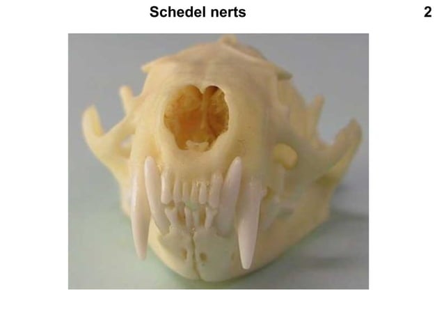 Schedels Nerts | PPT