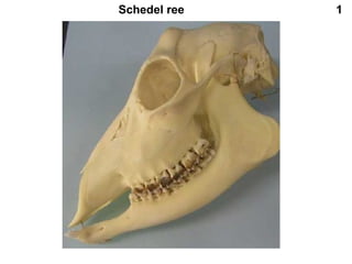 Schedels Ree | PPT