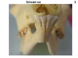Schedels Ree | PPT