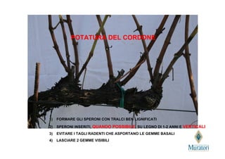 Schede Per Potatura Cordone | PDF