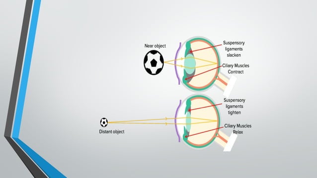 SCHEINER’S DISC EXPERIMENT * - Copy.pptx