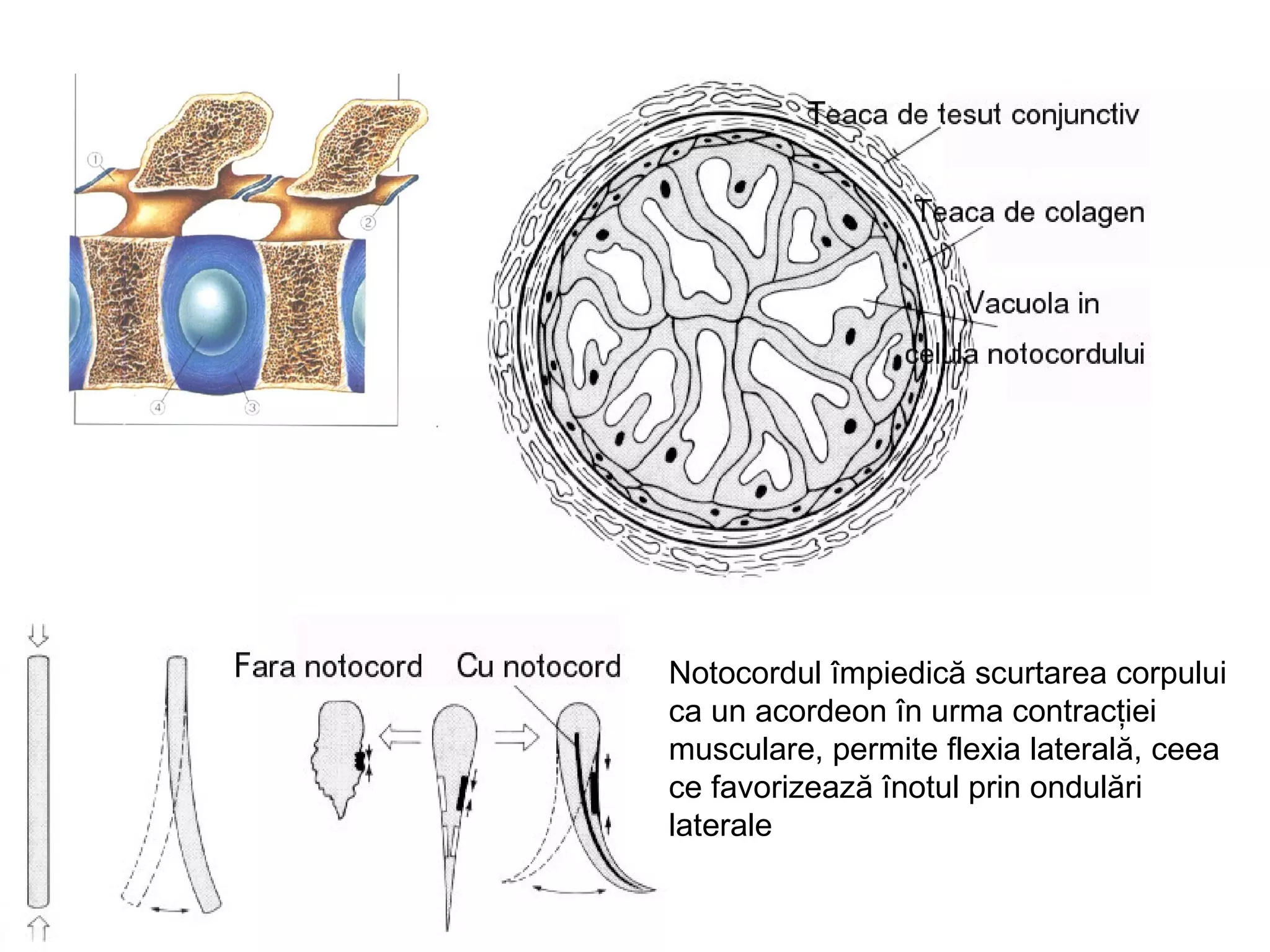 Scheletul axial la vertebrate | PPT
