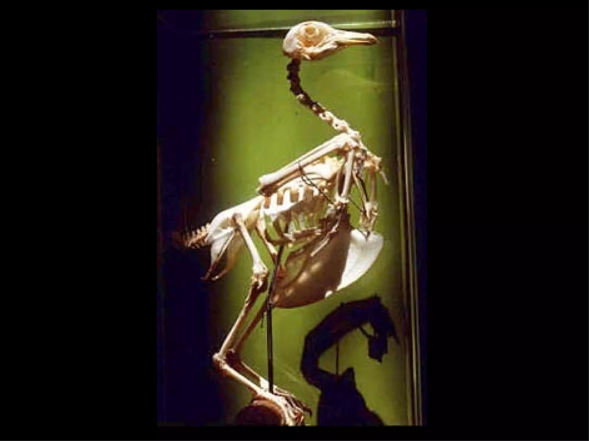 Scheletul axial la vertebrate | PPT