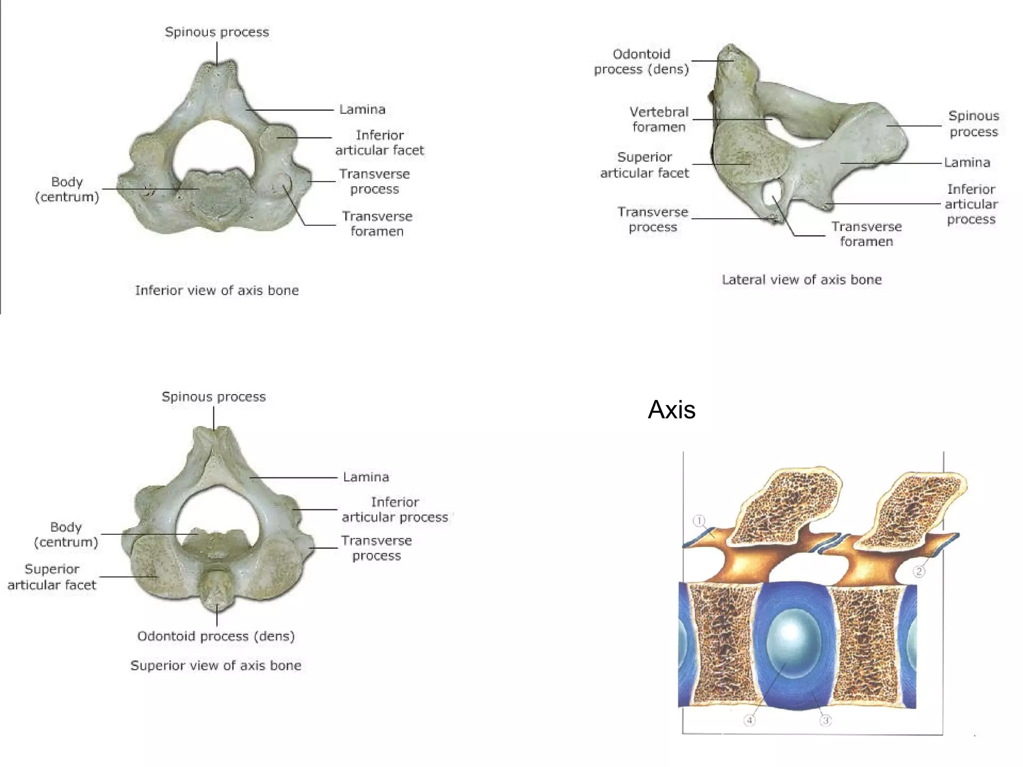Scheletul axial la vertebrate | PPT